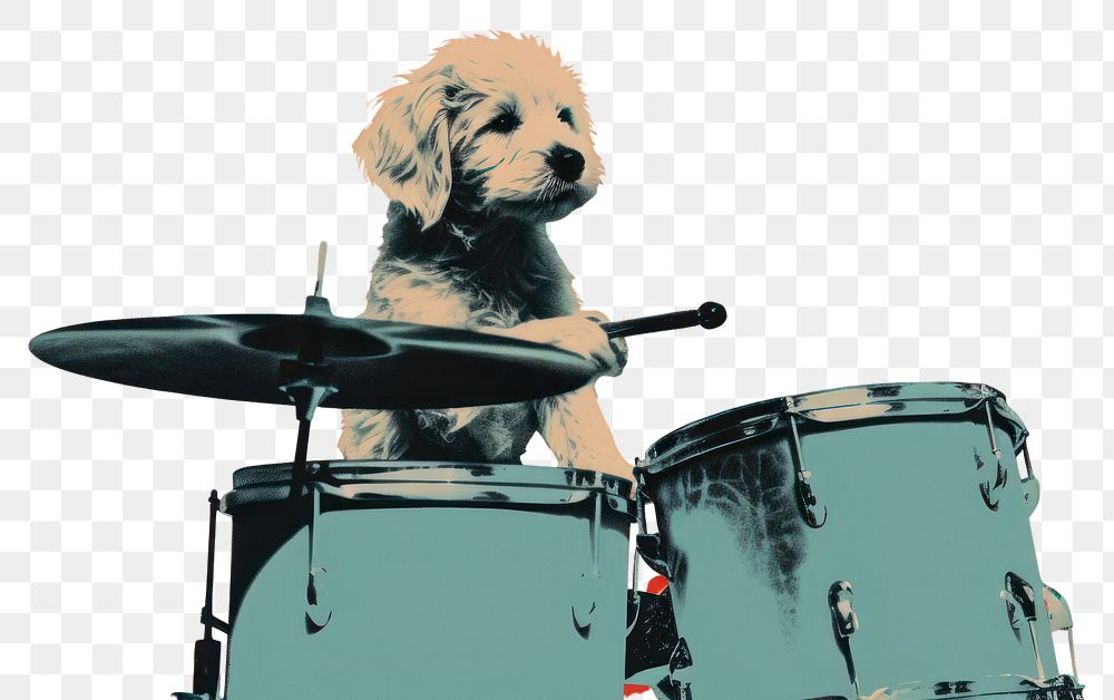 PNG Dog playing drum percussion | Free PNG - rawpixel