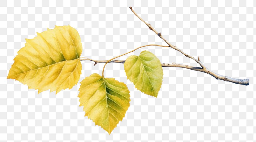 PNG Birch leaf plant tree | Free PNG - rawpixel