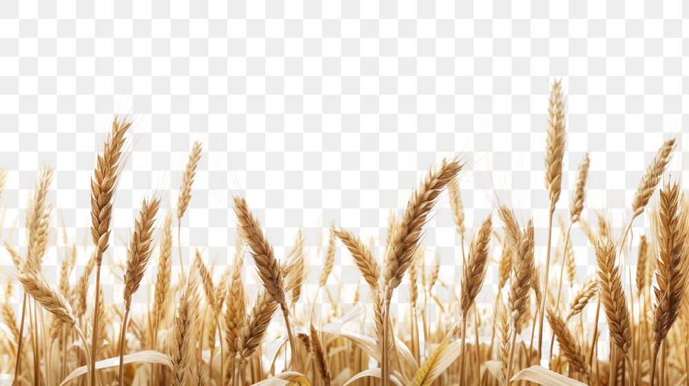 PNG Wheat landscape wheat agriculture | Free PNG - rawpixel