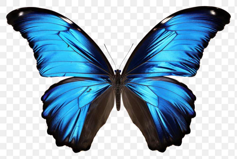PNG Blue morpho butterfly animal | Premium PNG - rawpixel