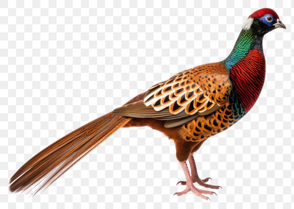 PNG Pheasant pheasant animal bird. | Premium PNG - rawpixel