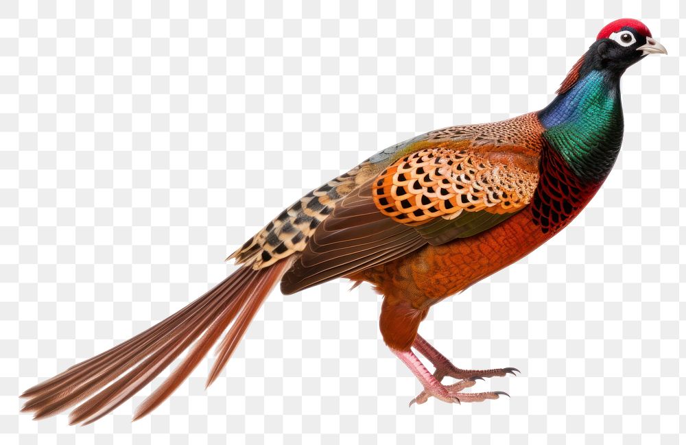 PNG Pheasant pheasant animal bird. | Free PNG - rawpixel