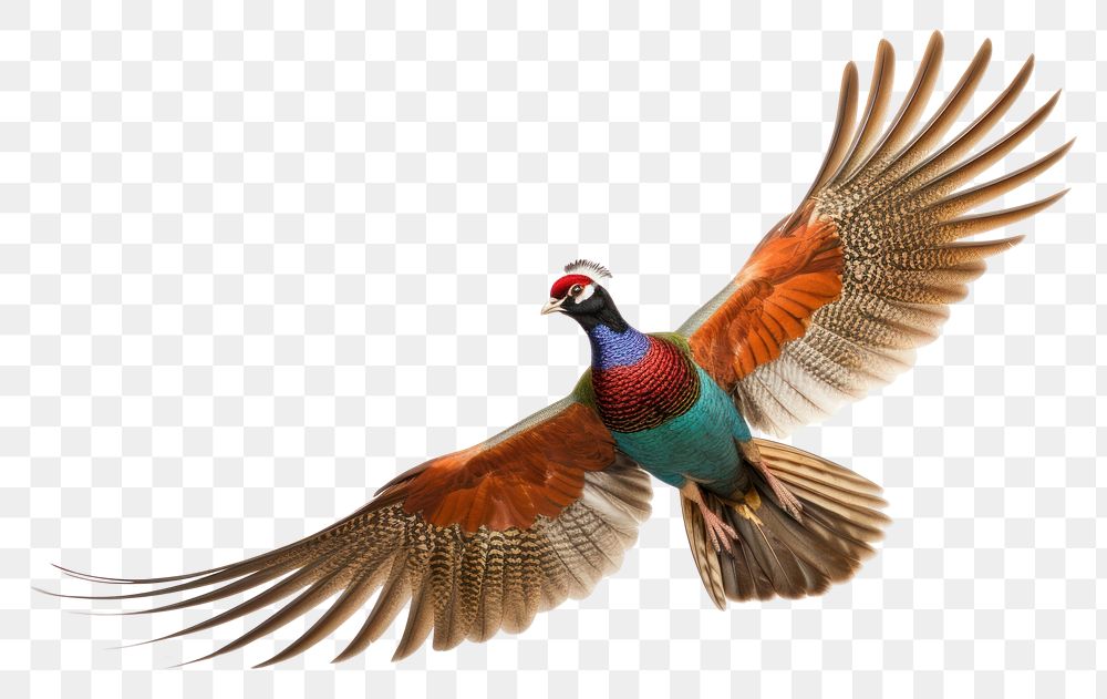 PNG Ringneck Pheasant pheasant animal | Premium PNG - rawpixel