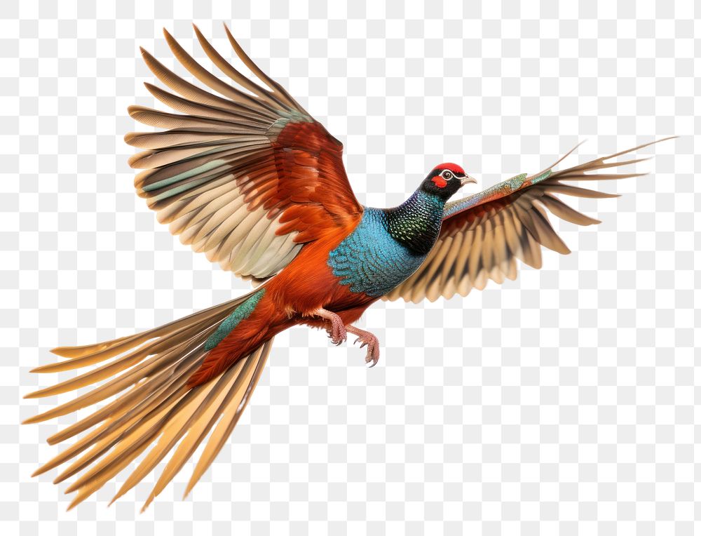 PNG Ringneck Pheasant pheasant animal | Premium PNG - rawpixel