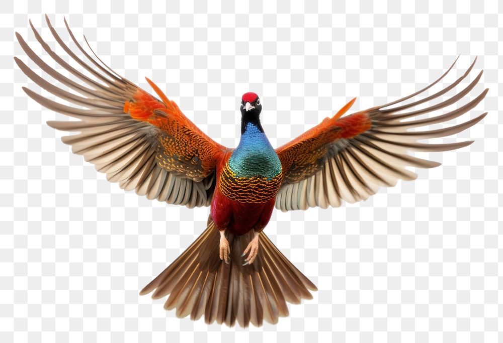 PNG Ringneck Pheasant pheasant animal | Free PNG - rawpixel