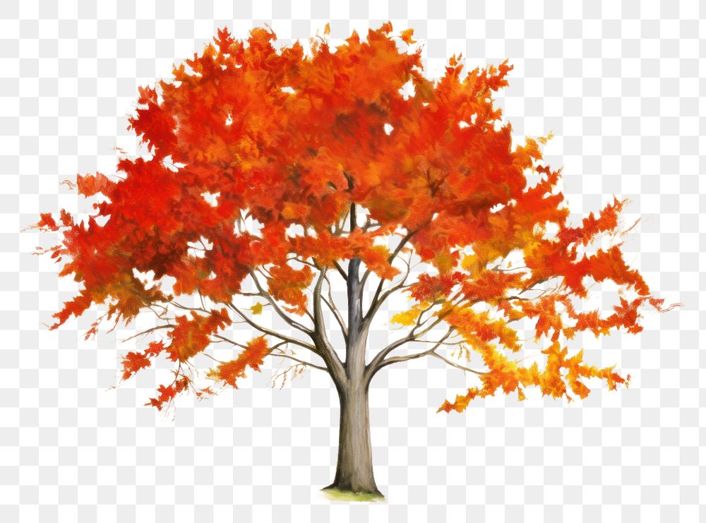 PNG Autumn tree nature maple | Free PNG - rawpixel