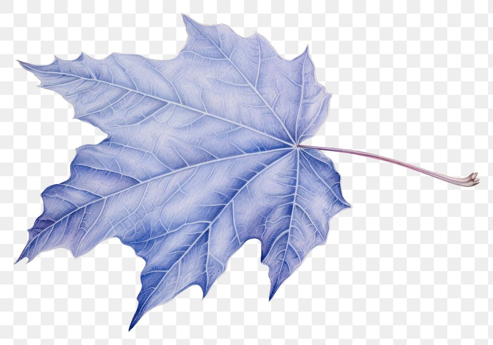 PNG Drawing autumn leaves sketch | Premium PNG - rawpixel