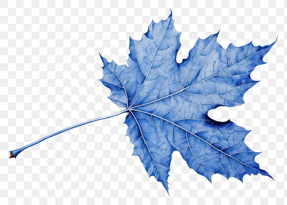 PNG Drawing leaf sketch maple | Premium PNG - rawpixel