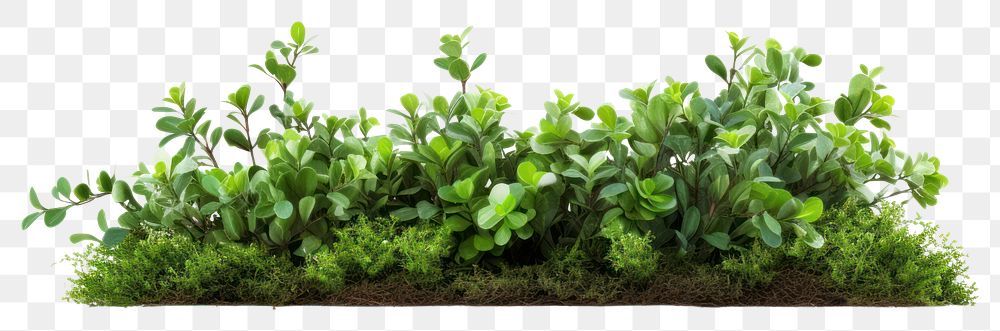 PNG Garden design plant garden | Premium PNG - rawpixel