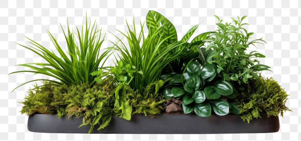 PNG Garden design plant flower | Premium PNG - rawpixel