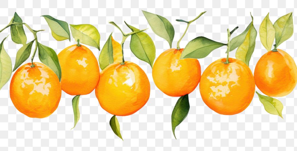 PNG Tangerine border grapefruit plant | Free PNG - rawpixel
