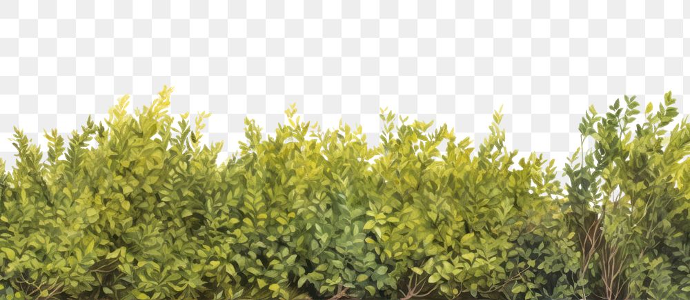PNG Bush border outdoors nature | Free PNG - rawpixel