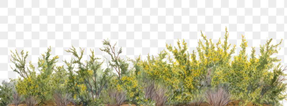 PNG Bush border outdoors nature | Free PNG - rawpixel