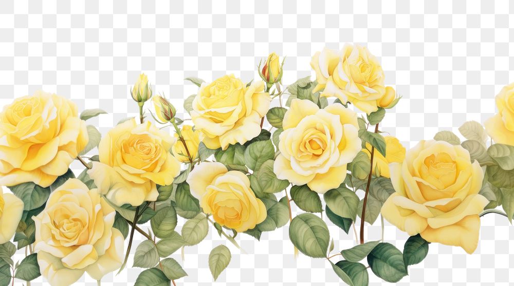 PNG Yellow roses flower nature | Free PNG - rawpixel