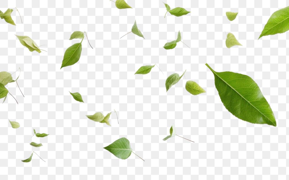 PNG Leaves flying backgrounds plant | Premium PNG - rawpixel