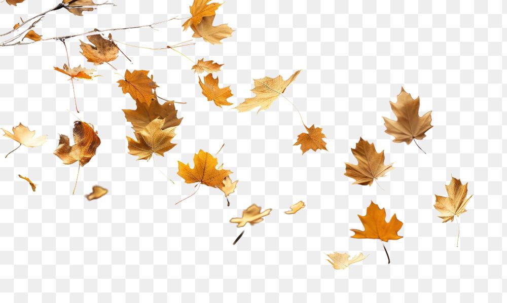 PNG Leaves falling plant maple | Free PNG - rawpixel