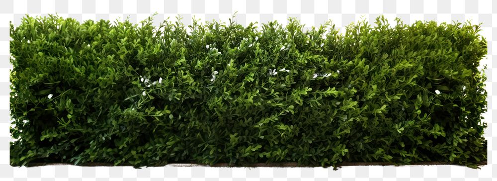 PNG Bush hedge plant green. | Premium PNG - rawpixel