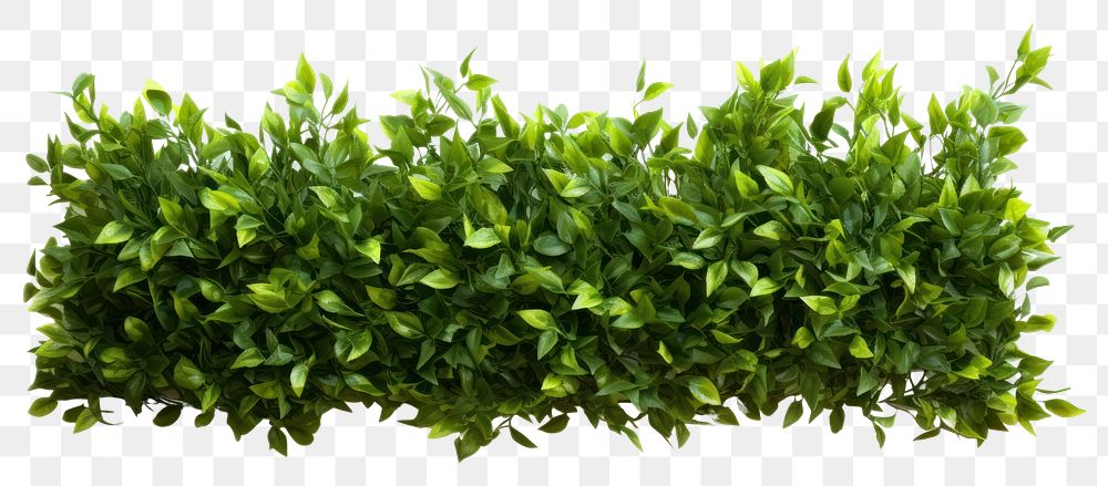 PNG Bush hedge plant green | Premium PNG - rawpixel