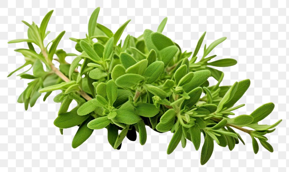 PNG Thyme leaf plant herbs | Premium PNG - rawpixel