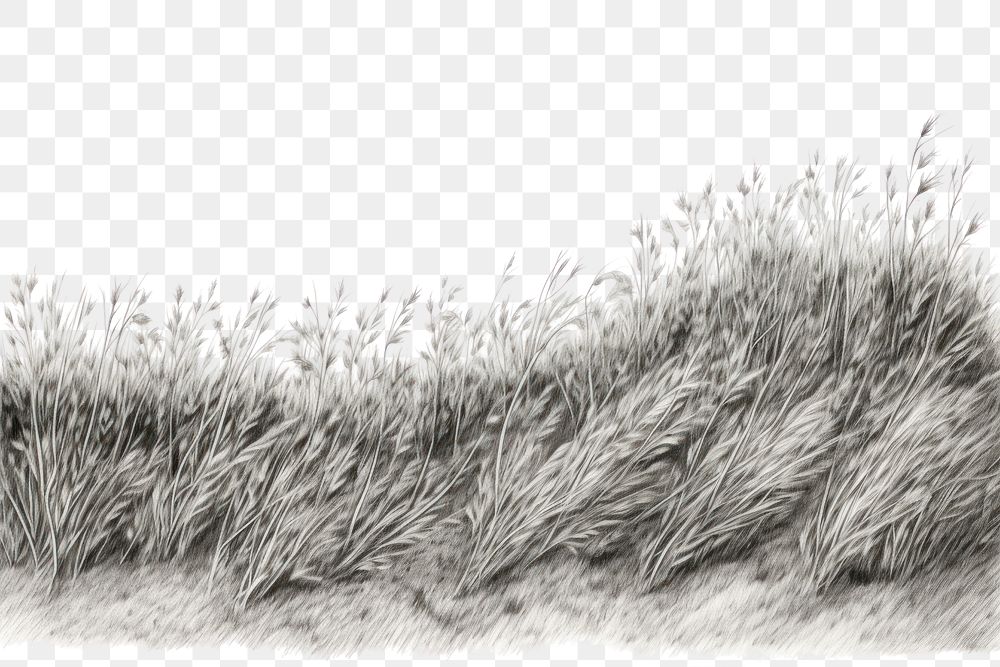 PNG Drawing sketch grass plant. | Premium PNG - rawpixel