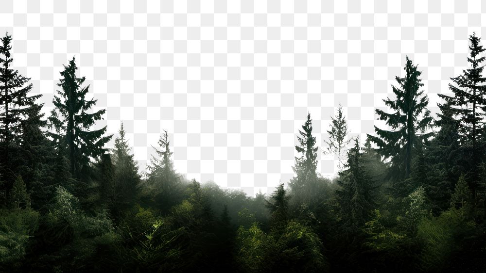 PNG Forest nature backgrounds landscape | Premium PNG - rawpixel