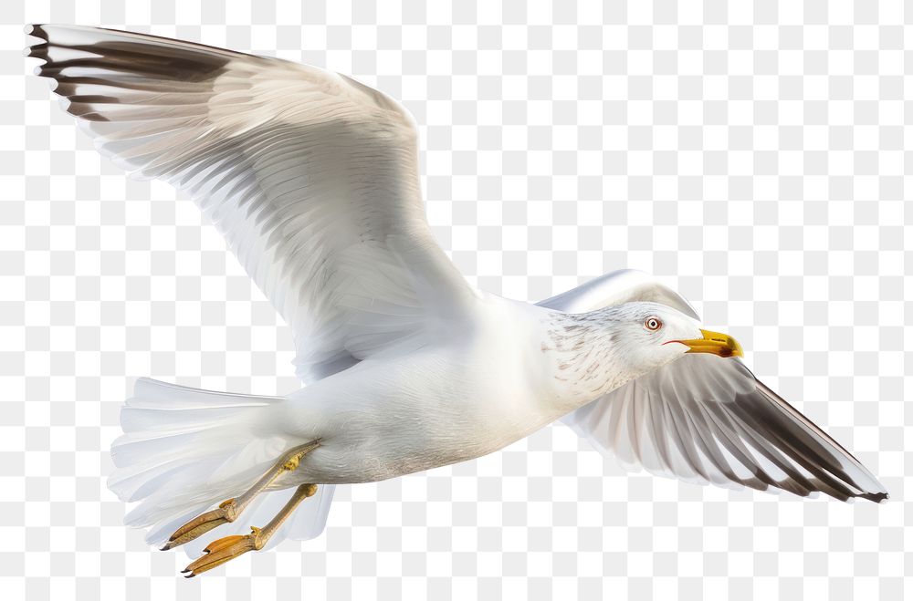 PNG Beautiful seagull flying animal | Free PNG - rawpixel