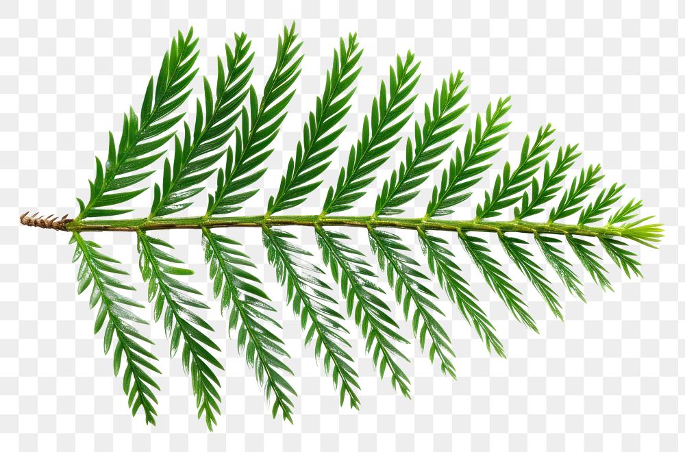 PNG Plant leaf fern tree. | Premium PNG - rawpixel