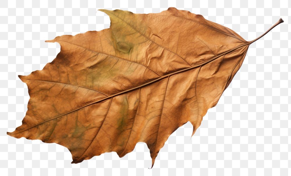 Decay PNG Images | Free Photos, PNG Stickers, Wallpapers & Backgrounds ...