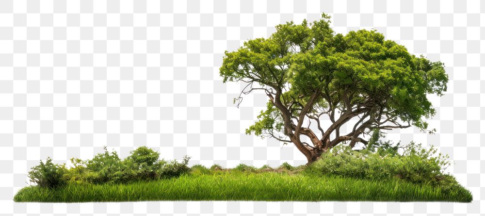 PNG Tree and grass border | Free PNG - rawpixel