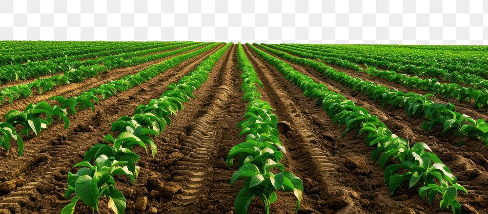 PNG Agriculture Field nature field | Free PNG - rawpixel