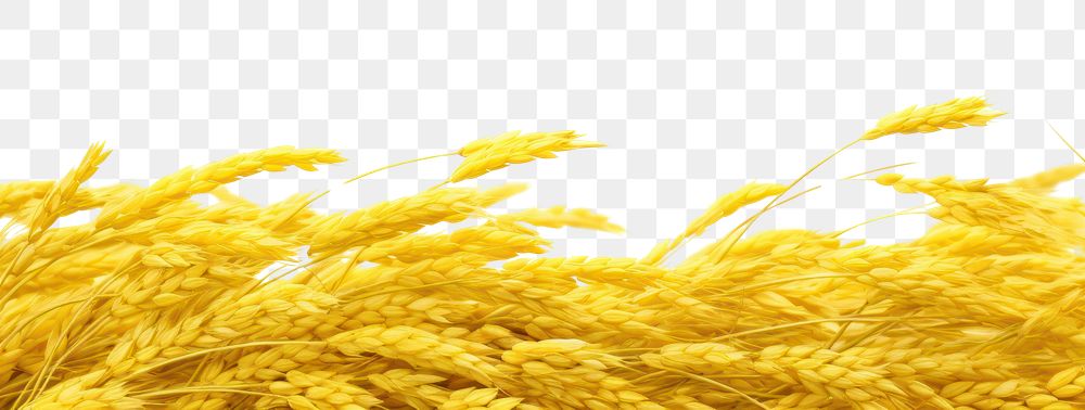 PNG Golden rice field backgrounds | Free PNG - rawpixel