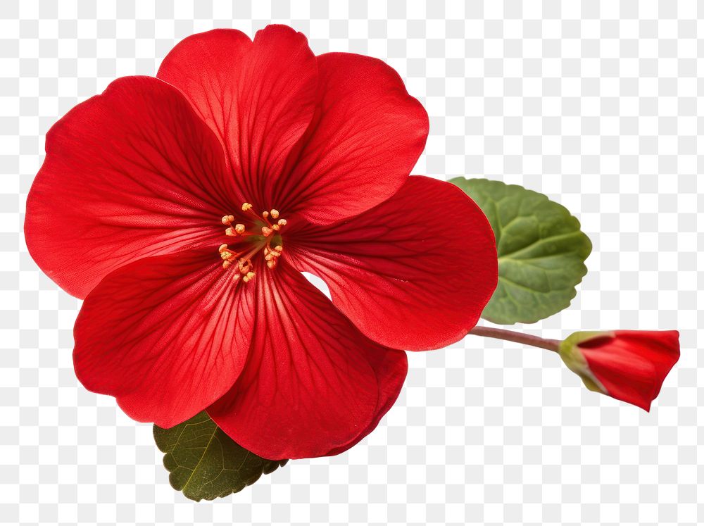 PNG Red primrose hibiscus flower | Premium PNG - rawpixel