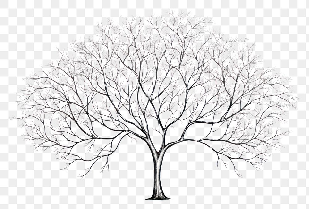 PNG Tree sketch drawing plant | Premium PNG - rawpixel