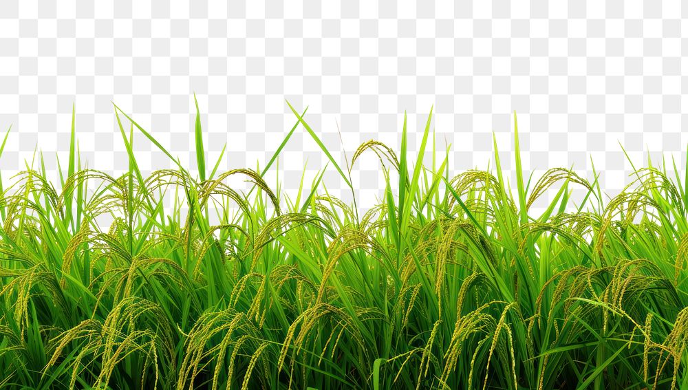 PNG Rice field nature backgrounds | Free PNG - rawpixel