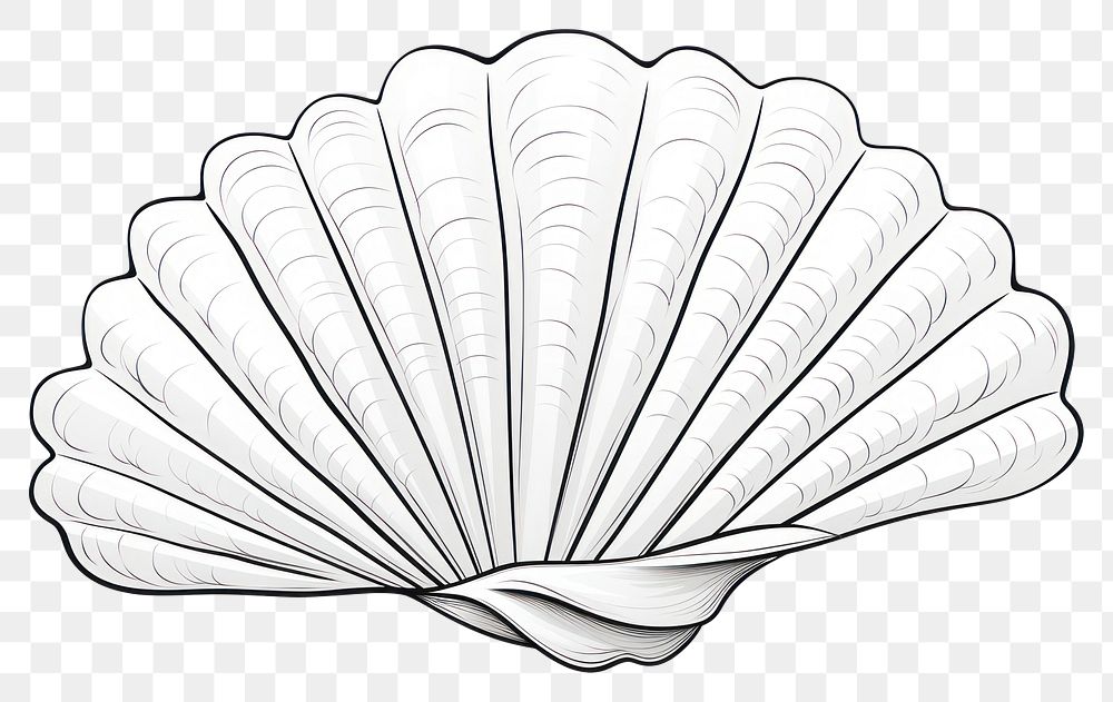 PNG Seashell sketch line clam. | Premium PNG - rawpixel