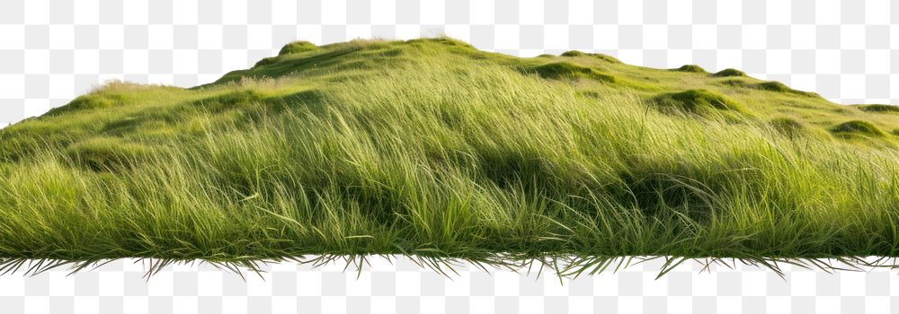 PNG Wild grass hills grassland | Premium PNG - rawpixel
