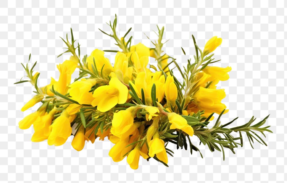 PNG Gorse daffodil blossom flower | Free PNG - rawpixel