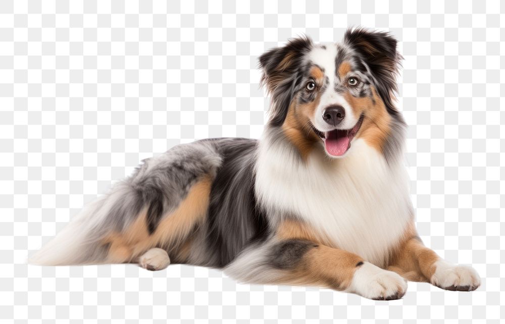PNG Australian shepherd animal canine | Premium PNG - rawpixel