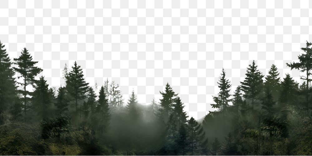 PNG Forest outdoors woodland nature. | Premium PNG - rawpixel