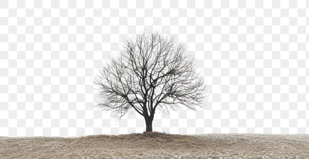 PNG Tree ground plant white. | Premium PNG - rawpixel