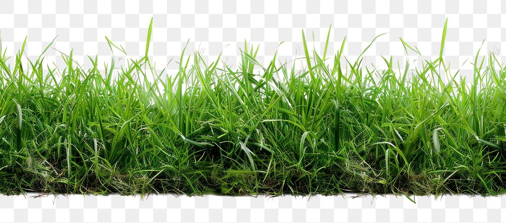 PNG Grass border plant lawn | Premium PNG - rawpixel