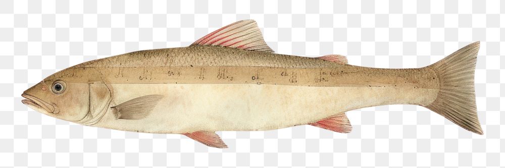 PNG Fish seafood animal white | Premium PNG - rawpixel