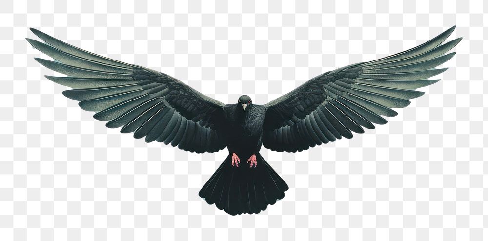 PNG Pigeon flying blackbird agelaius. | Free PNG - rawpixel
