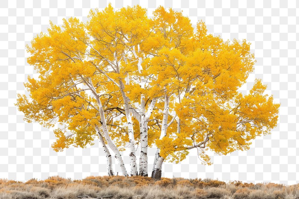 PNG Aspen tree outdoors nature | Premium PNG - rawpixel
