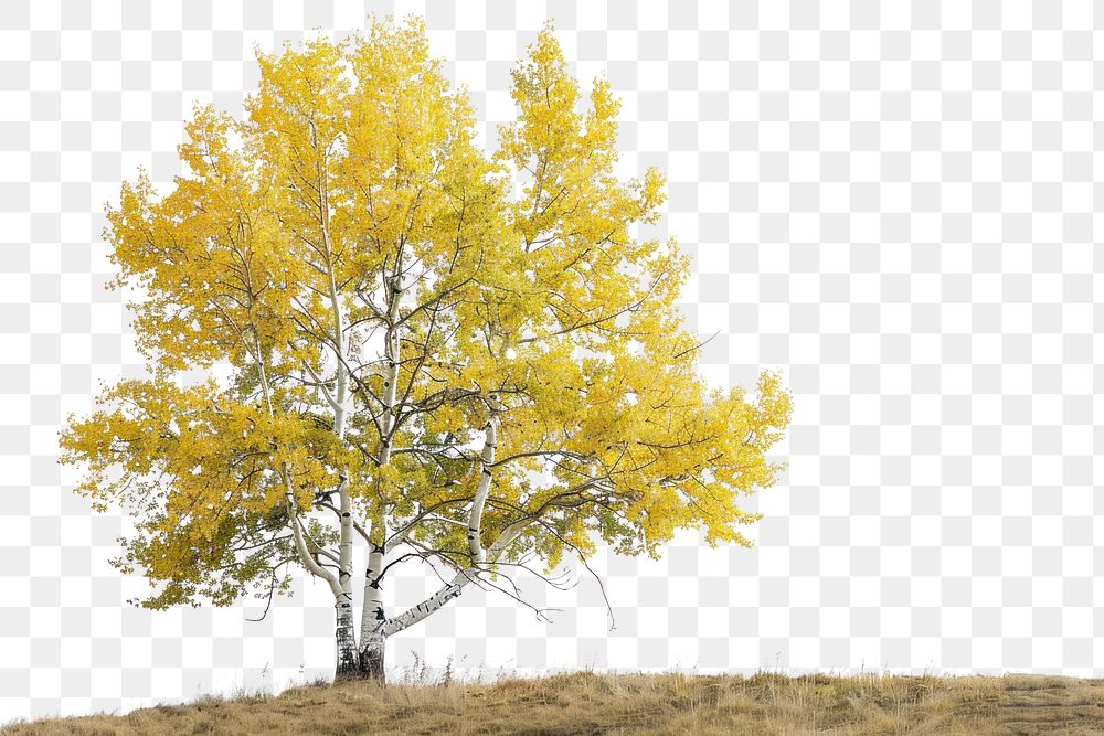 PNG Aspen tree plant maple | Premium PNG - rawpixel