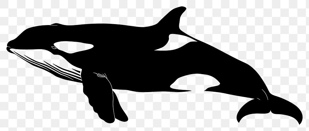 PNG Killer whale silhouette stencil | Free PNG - rawpixel