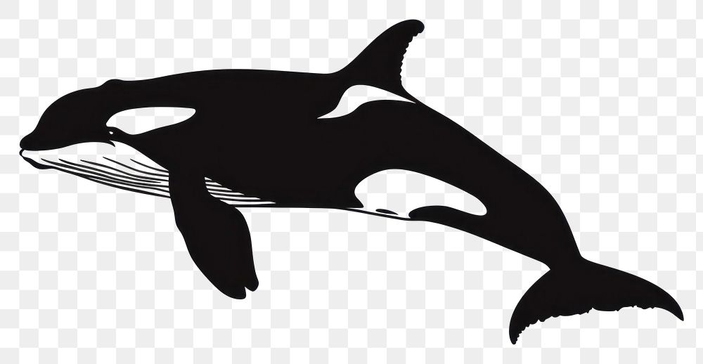 PNG Killer whale silhouette stencil | Free PNG - rawpixel