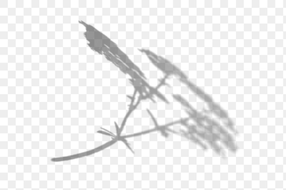 Tree branch png shadow effect, | Premium PNG - rawpixel