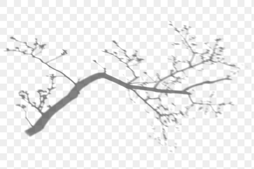 Tree branch png shadow effect, | Free PNG - rawpixel