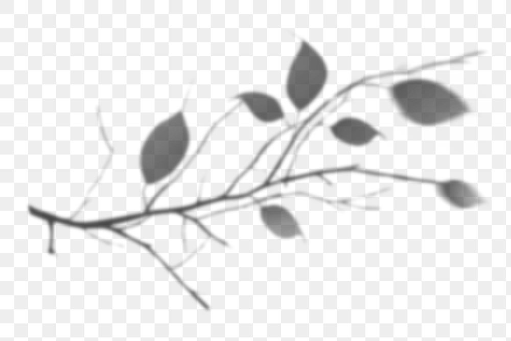Tree branch png shadow effect, | Premium PNG - rawpixel